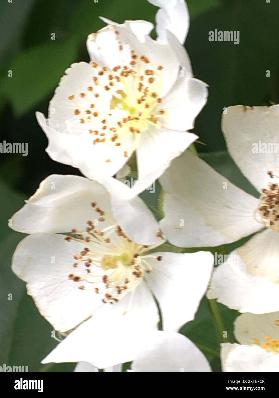 multiflora rose (Rosa multiflora) Plantae Stock Photo - Alamy
