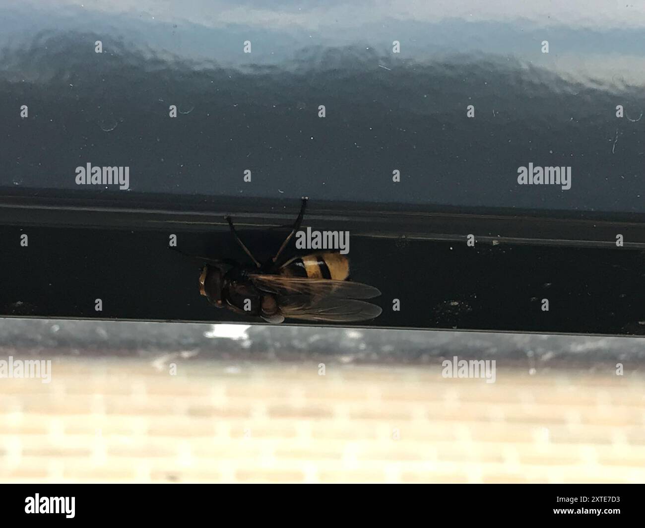 Hornet Mimic Hover Fly (Volucella zonaria) Insecta Stock Photo - Alamy