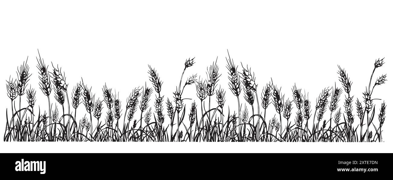 Wheat border village landscape vector. fields with harvest Stock Vector ...