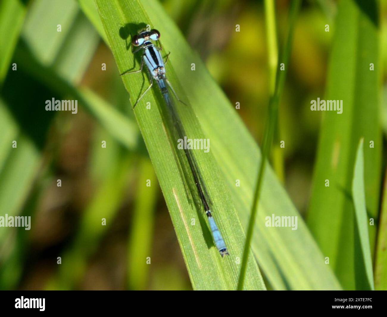 Azure Bluet (Enallagma aspersum) Insecta Stock Photo - Alamy