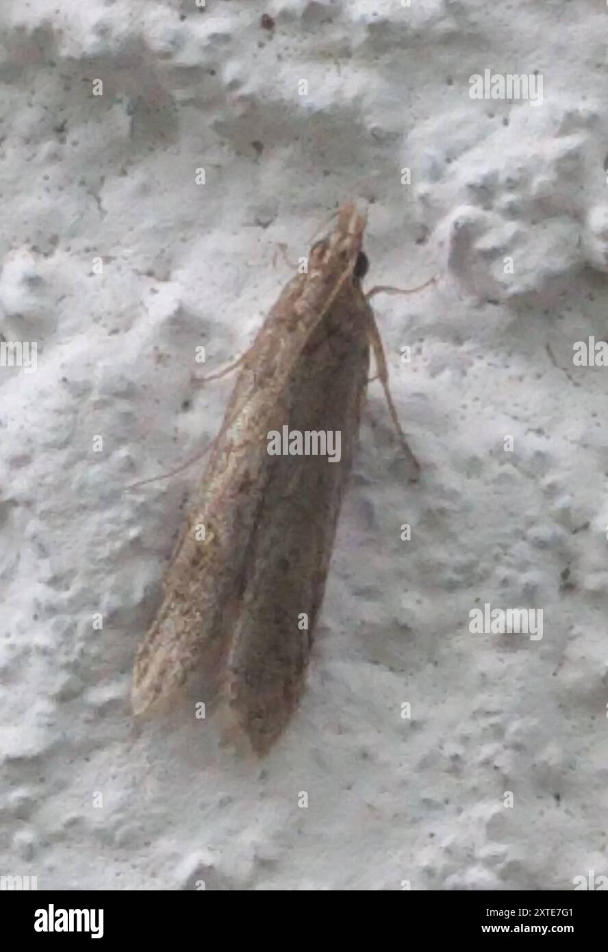 Palmerworm Moth (Dichomeris ligulella) Insecta Stock Photo - Alamy