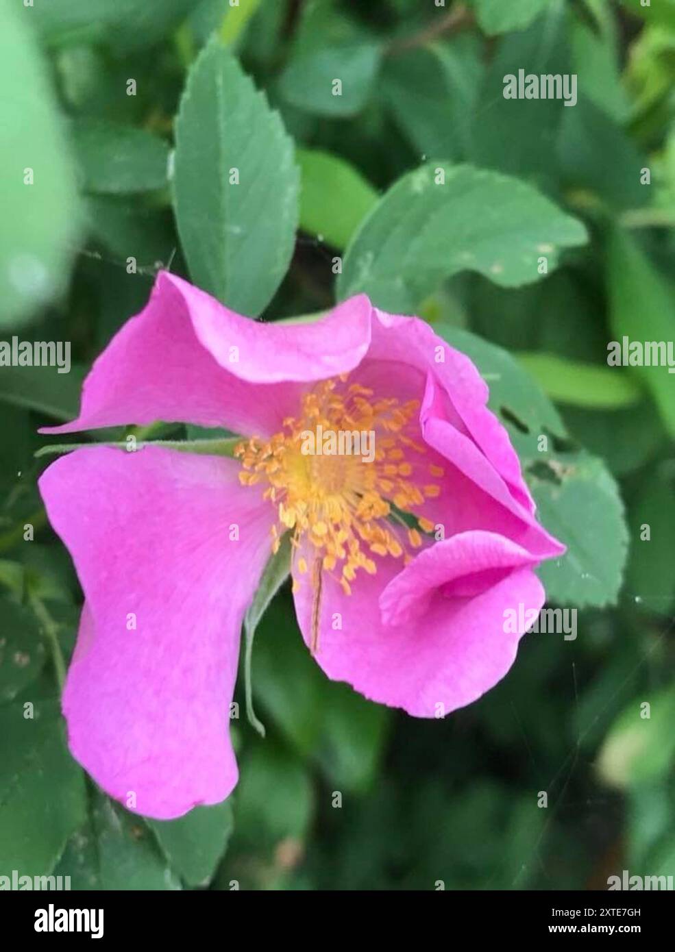swamp rose (Rosa palustris) Plantae Stock Photo - Alamy