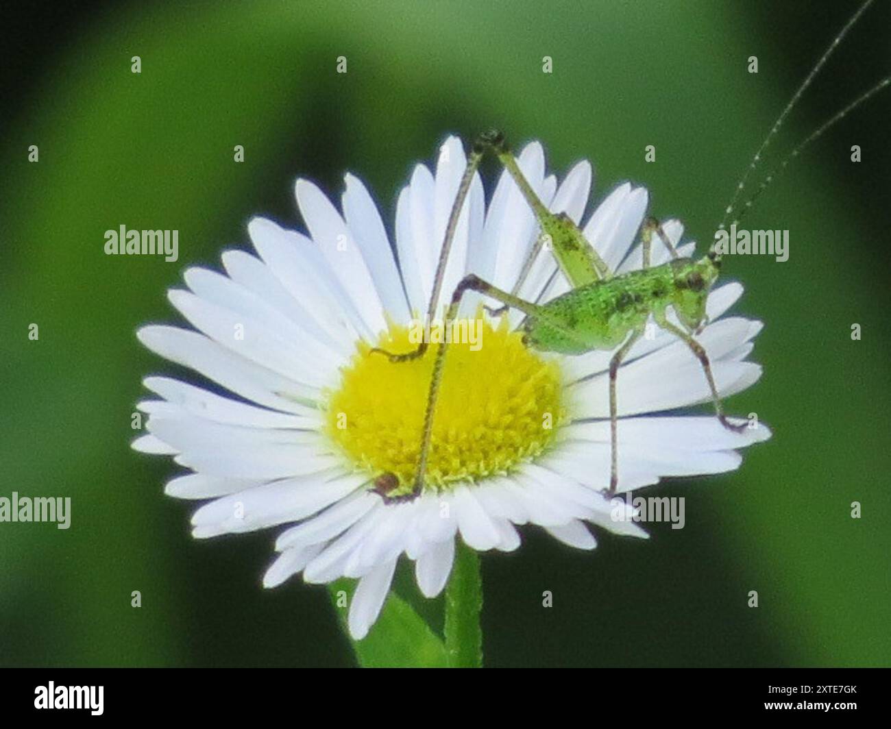 Sickle-bearing Bushcrickets (Phaneroptera) Insecta Stock Photo - Alamy