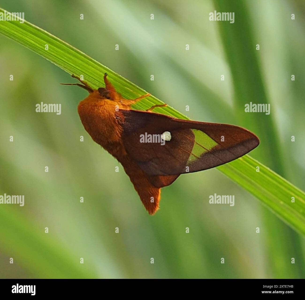 Pink-striped Oakworm Moth (Anisota virginiensis) Insecta Stock Photo ...