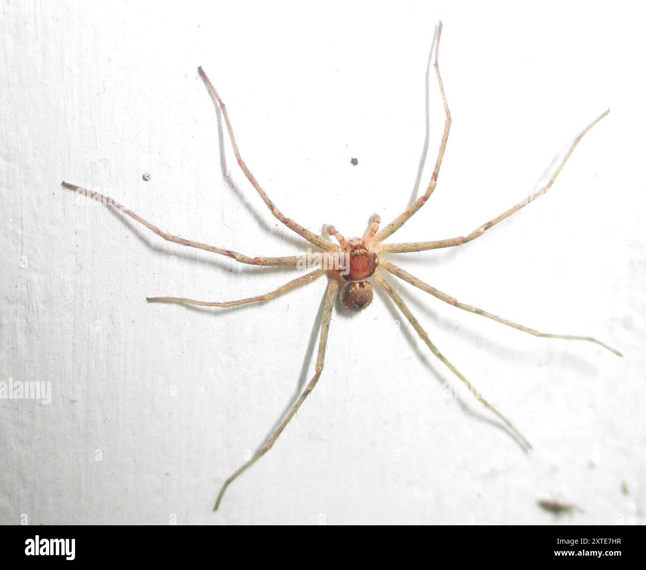 Huntsman Spiders (Sparassidae) Arachnida Stock Photo - Alamy
