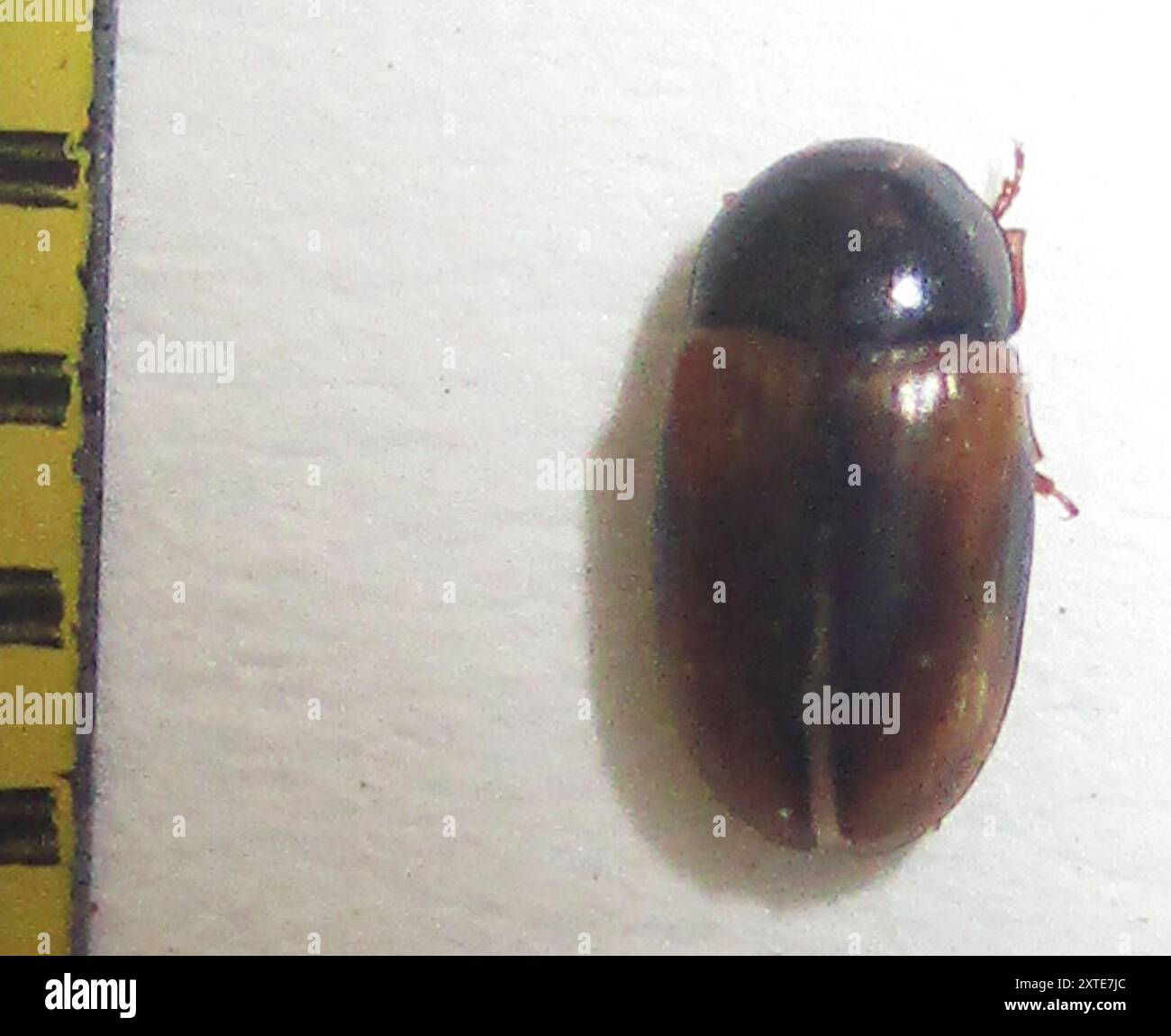 Beetles (Coleoptera) Insecta Stock Photo - Alamy