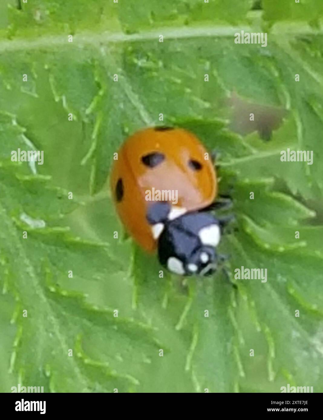Seven-spotted Lady Beetle (Coccinella septempunctata) Insecta Stock ...