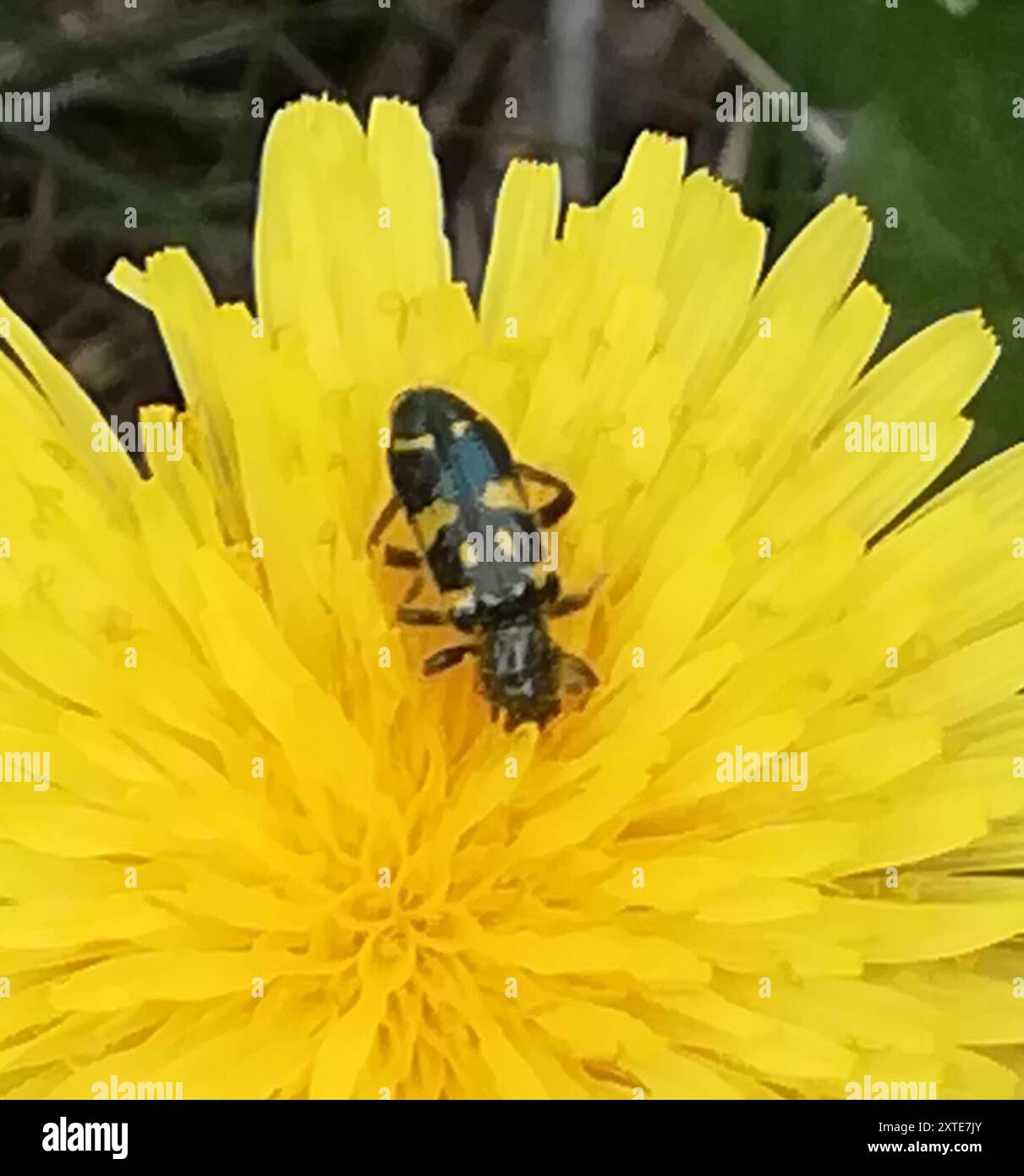 Ornate Checkered Beetle (Trichodes ornatus) Insecta Stock Photo - Alamy