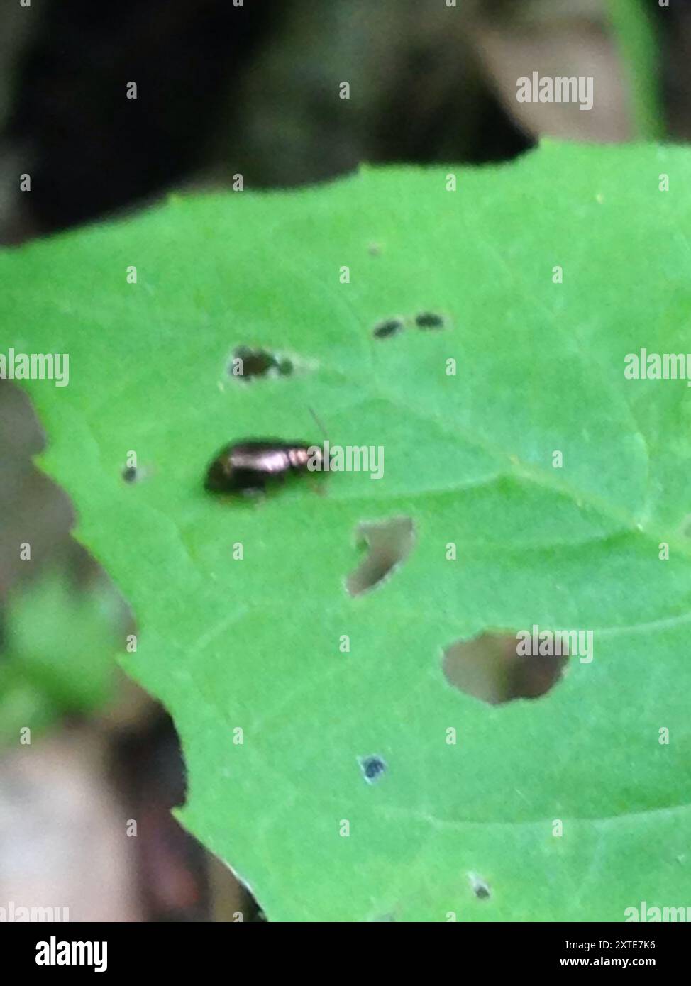 Flea Beetles (Alticini) Insecta Stock Photo - Alamy