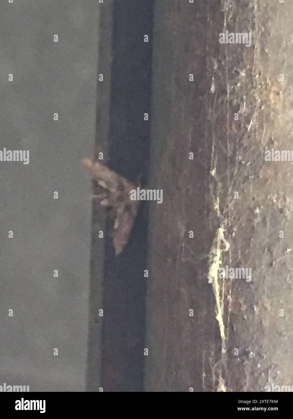 Owlet Moths and Allies (Noctuoidea) Insecta Stock Photo - Alamy