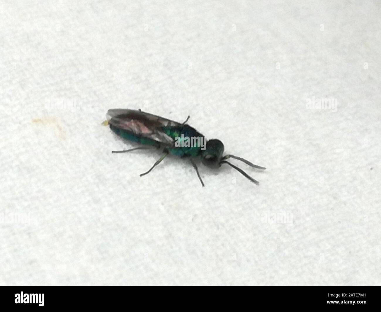 Blue Cuckoo Wasp (Trichrysis cyanea) Insecta Stock Photo - Alamy