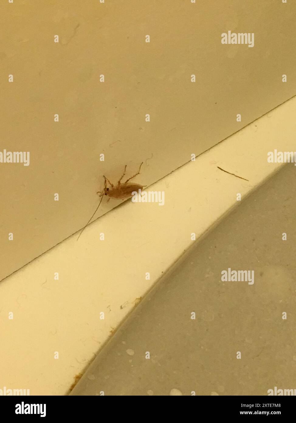 Tawny Cockroach (Ectobius pallidus) Insecta Stock Photo - Alamy