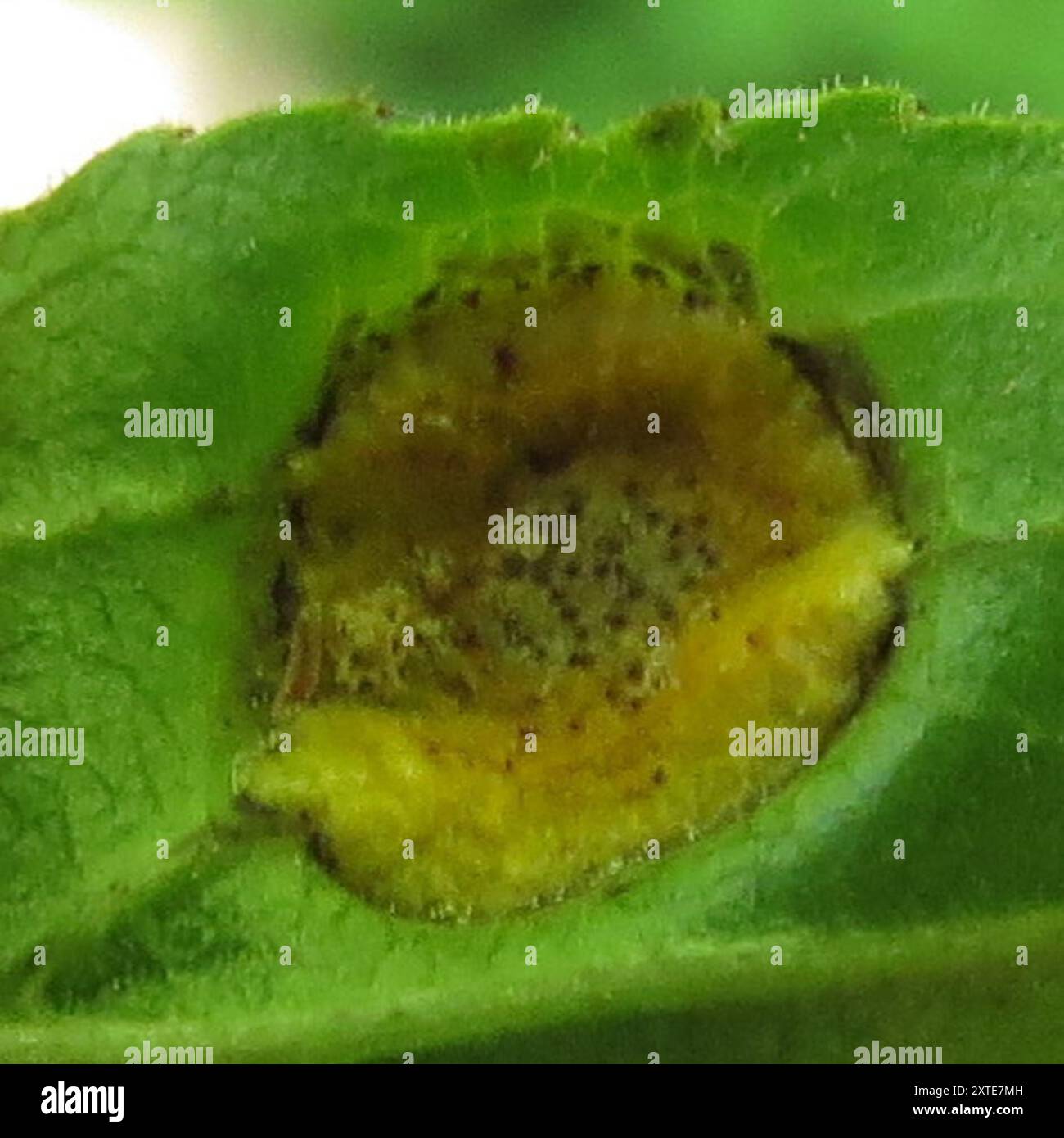 Crown Rust (Puccinia coronata) Fungi Stock Photo - Alamy