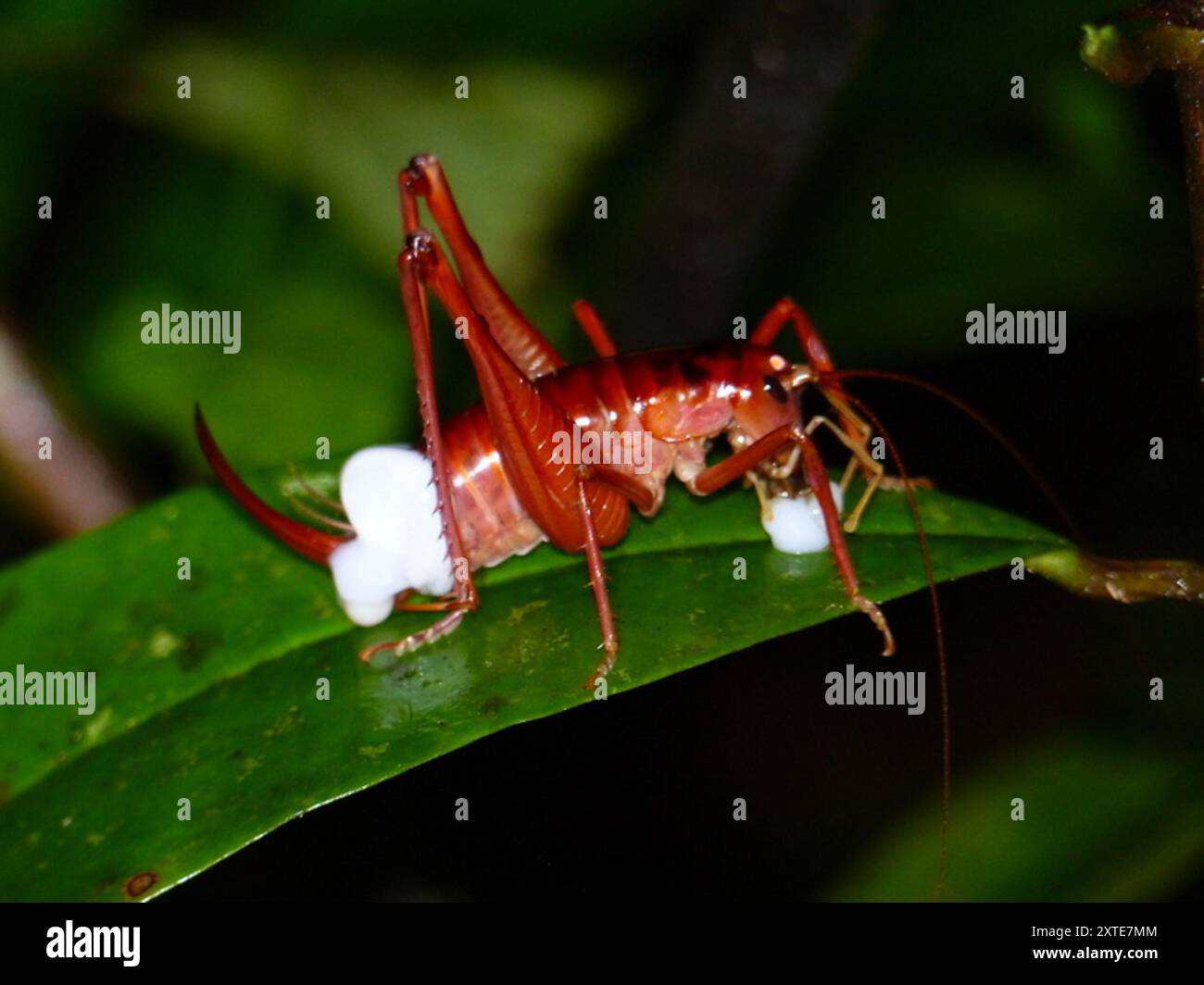 East African Weta (Tryposoma brachyurum) Insecta Stock Photo - Alamy