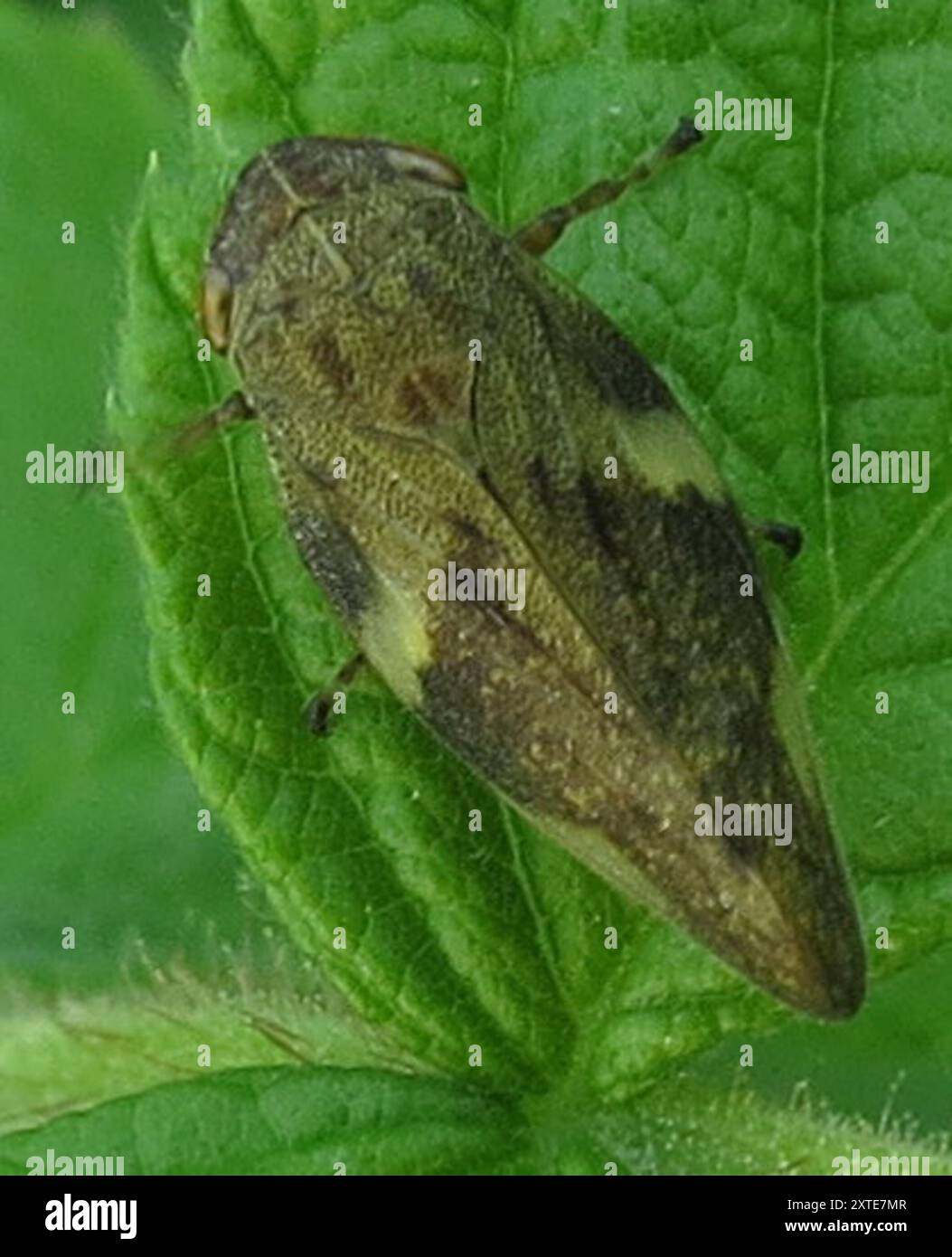 Alder Spittlebug (Aphrophora alni) Insecta Stock Photo - Alamy