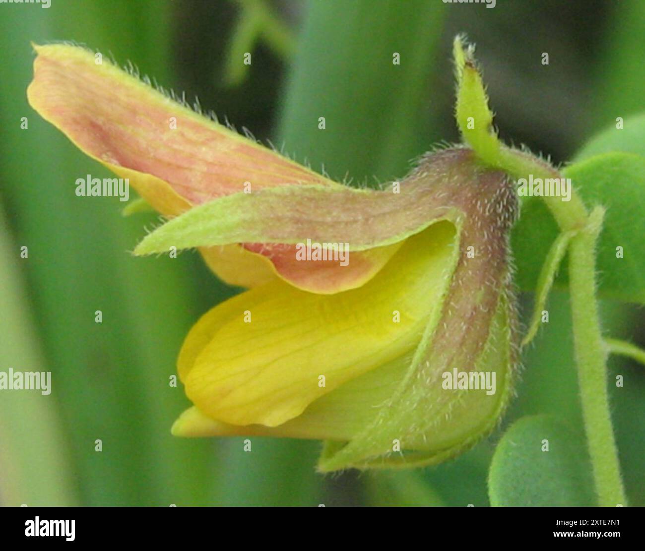 Rattlepods (Crotalaria) Plantae Stock Photo - Alamy