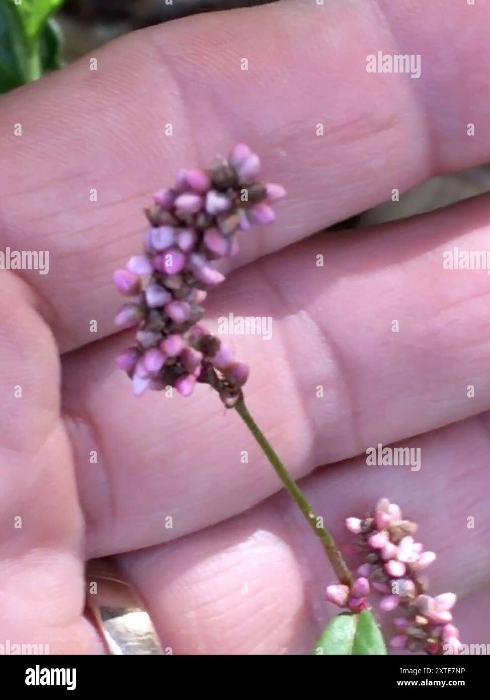 low smartweed (Persicaria longiseta) Plantae Stock Photo - Alamy