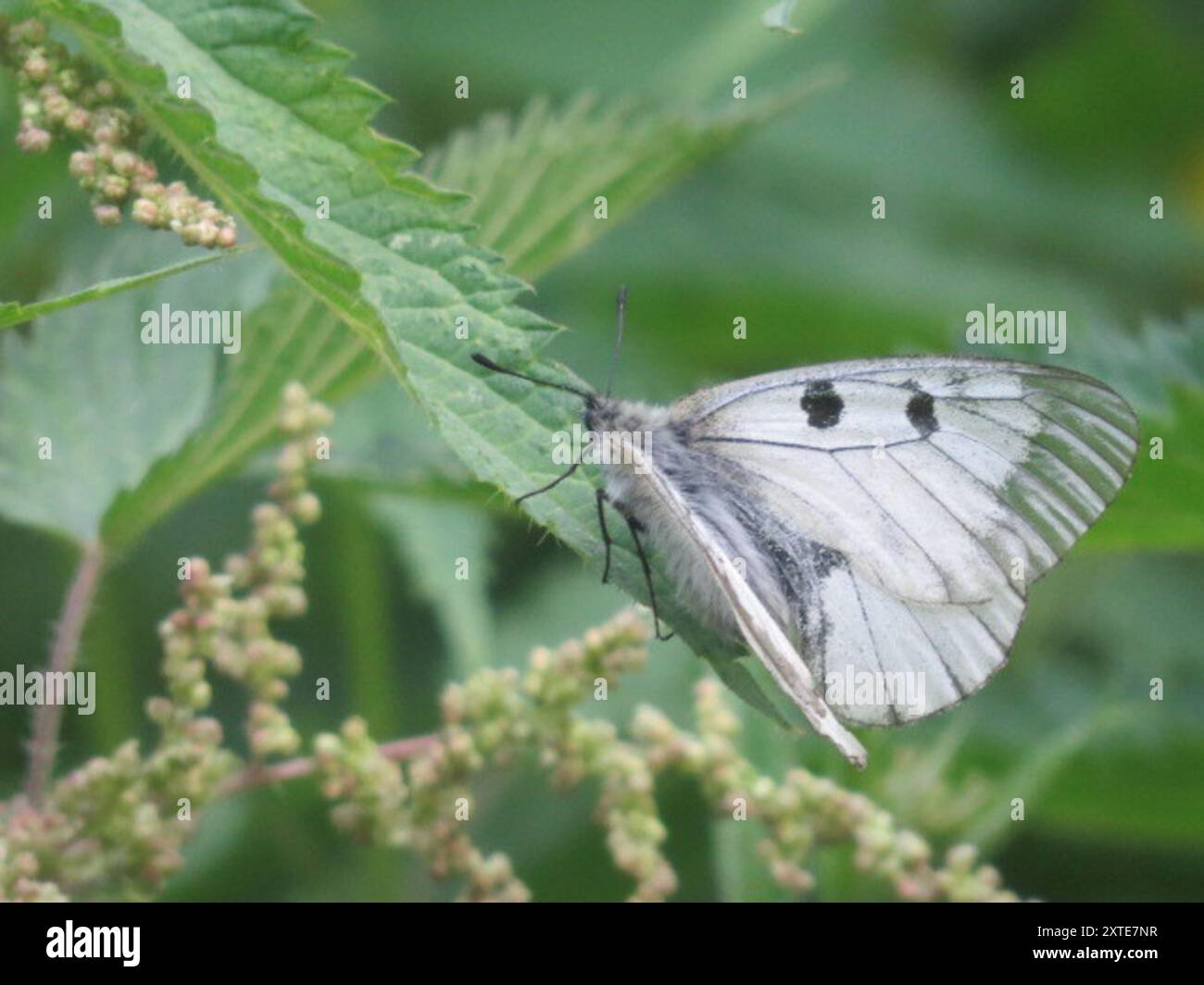 Clouded Apollo (Parnassius mnemosyne) Insecta Stock Photo - Alamy