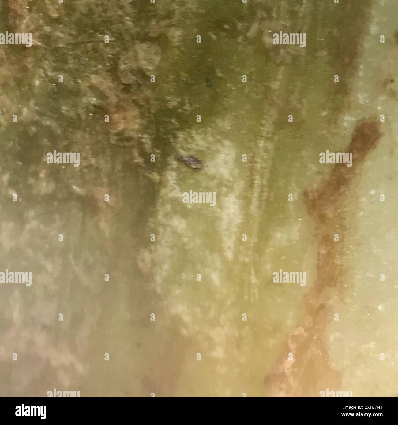 thimbleberry gallmaker (Diastrophus kincaidii) Insecta Stock Photo - Alamy