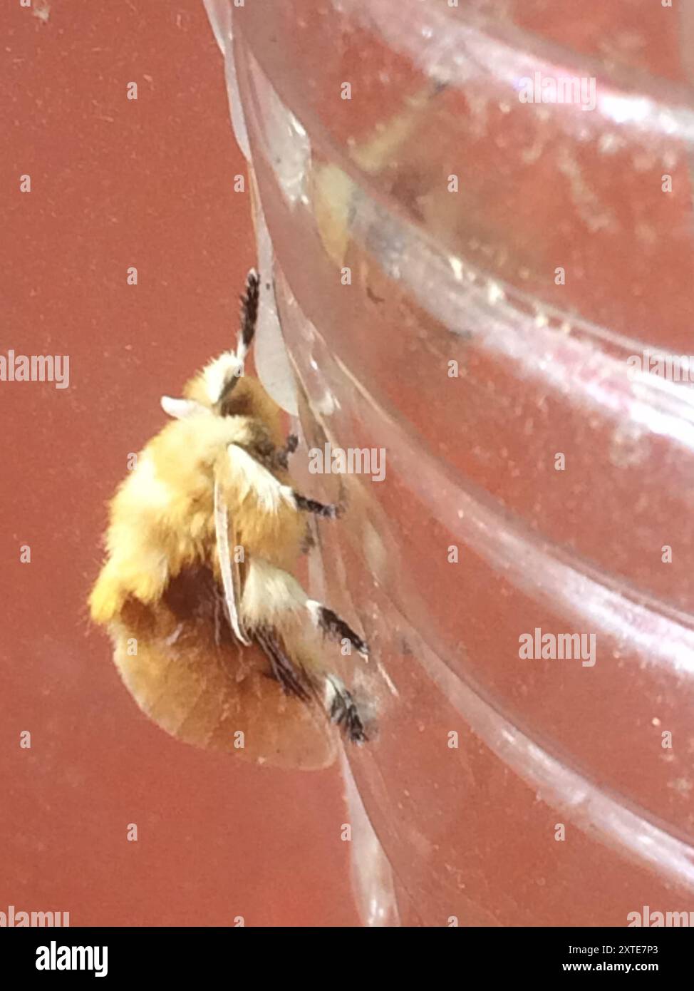 Southern Flannel Moth (Megalopyge opercularis) Insecta Stock Photo - Alamy