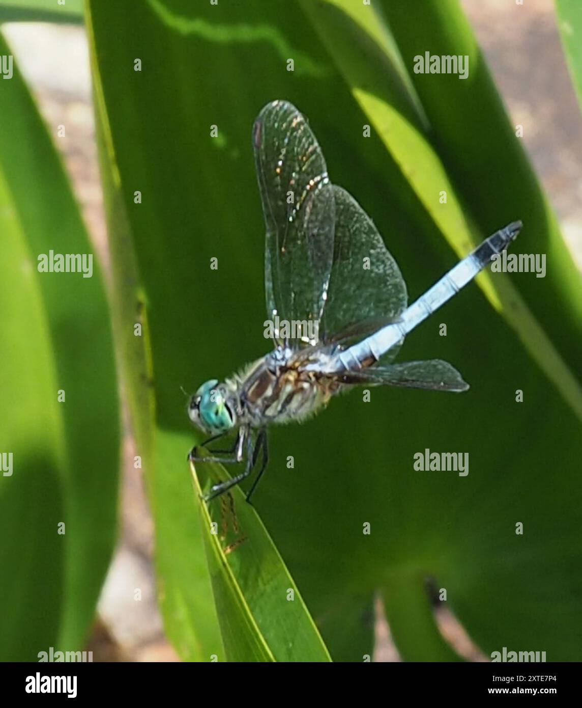Blue Dasher (Pachydiplax longipennis) Insecta Stock Photo - Alamy