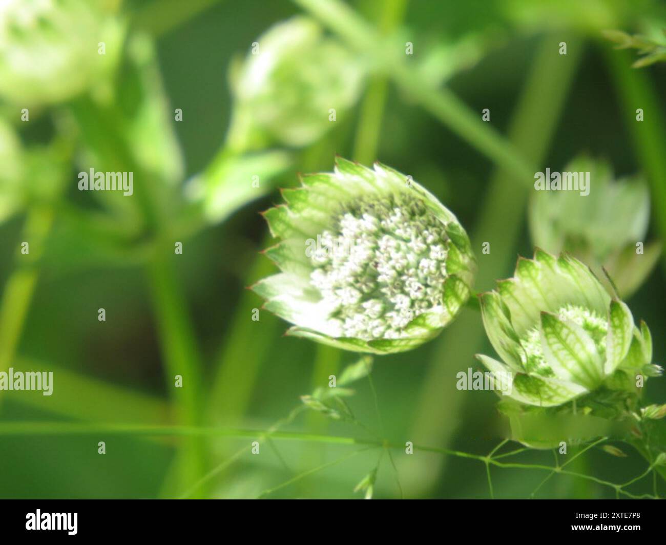 great masterwort (Astrantia major) Plantae Stock Photo - Alamy