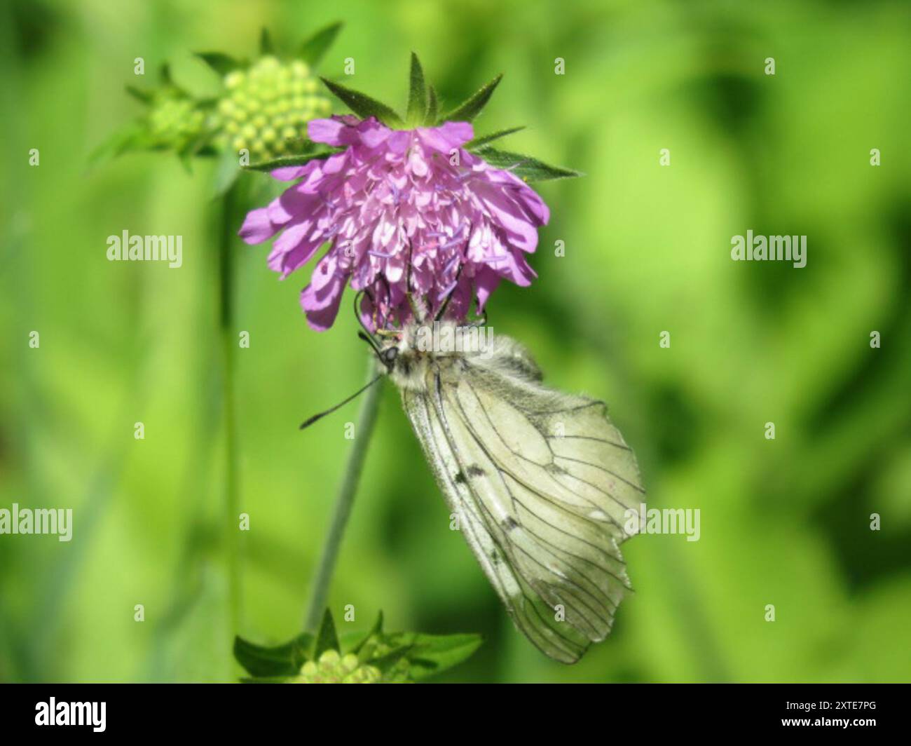 Clouded Apollo (Parnassius mnemosyne) Insecta Stock Photo - Alamy