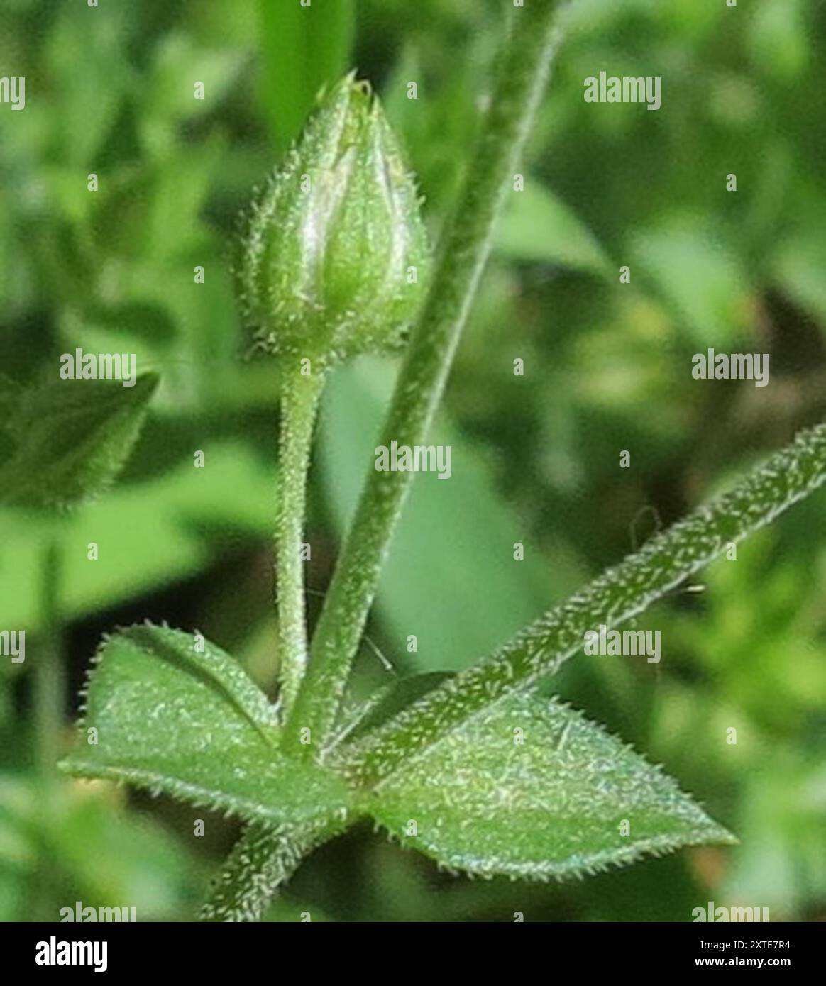 Thyme-leaved Sandwort (Arenaria serpyllifolia) Plantae Stock Photo - Alamy