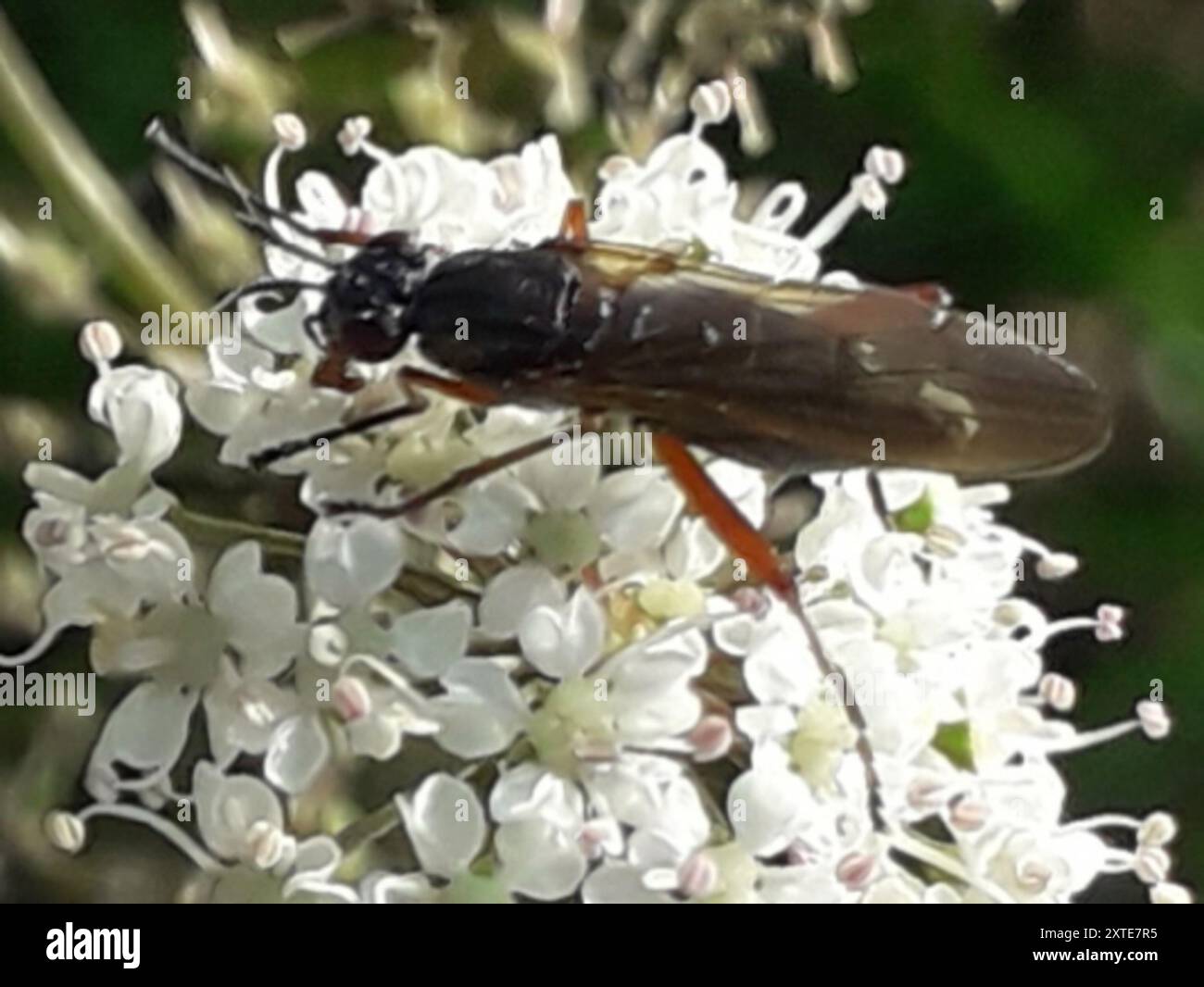 Blue Long-horned Snailkiller (Sepedon sphegea) Insecta Stock Photo - Alamy
