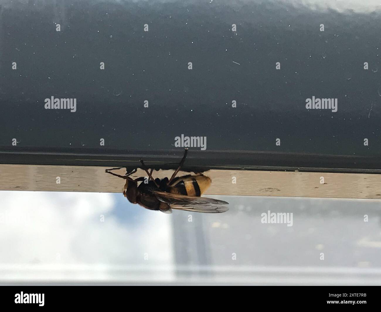 Hornet Mimic Hover Fly (Volucella zonaria) Insecta Stock Photo - Alamy