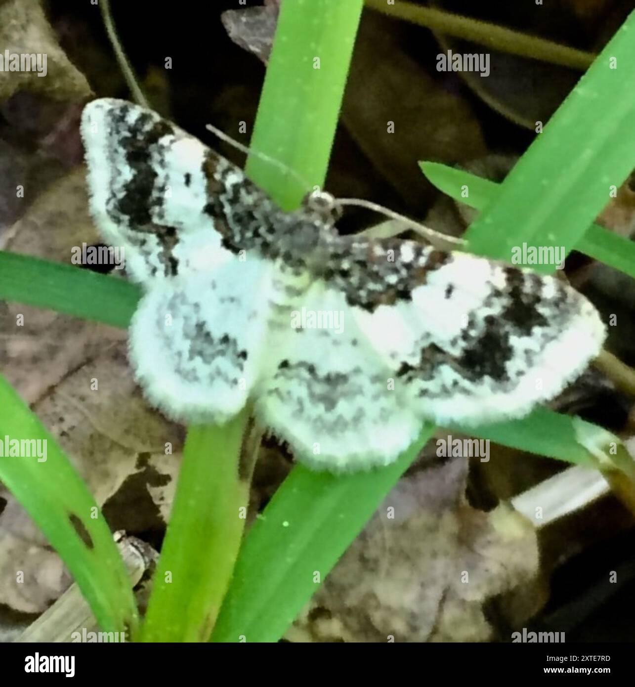 (Hydrelia condensata) Insecta Stock Photo - Alamy