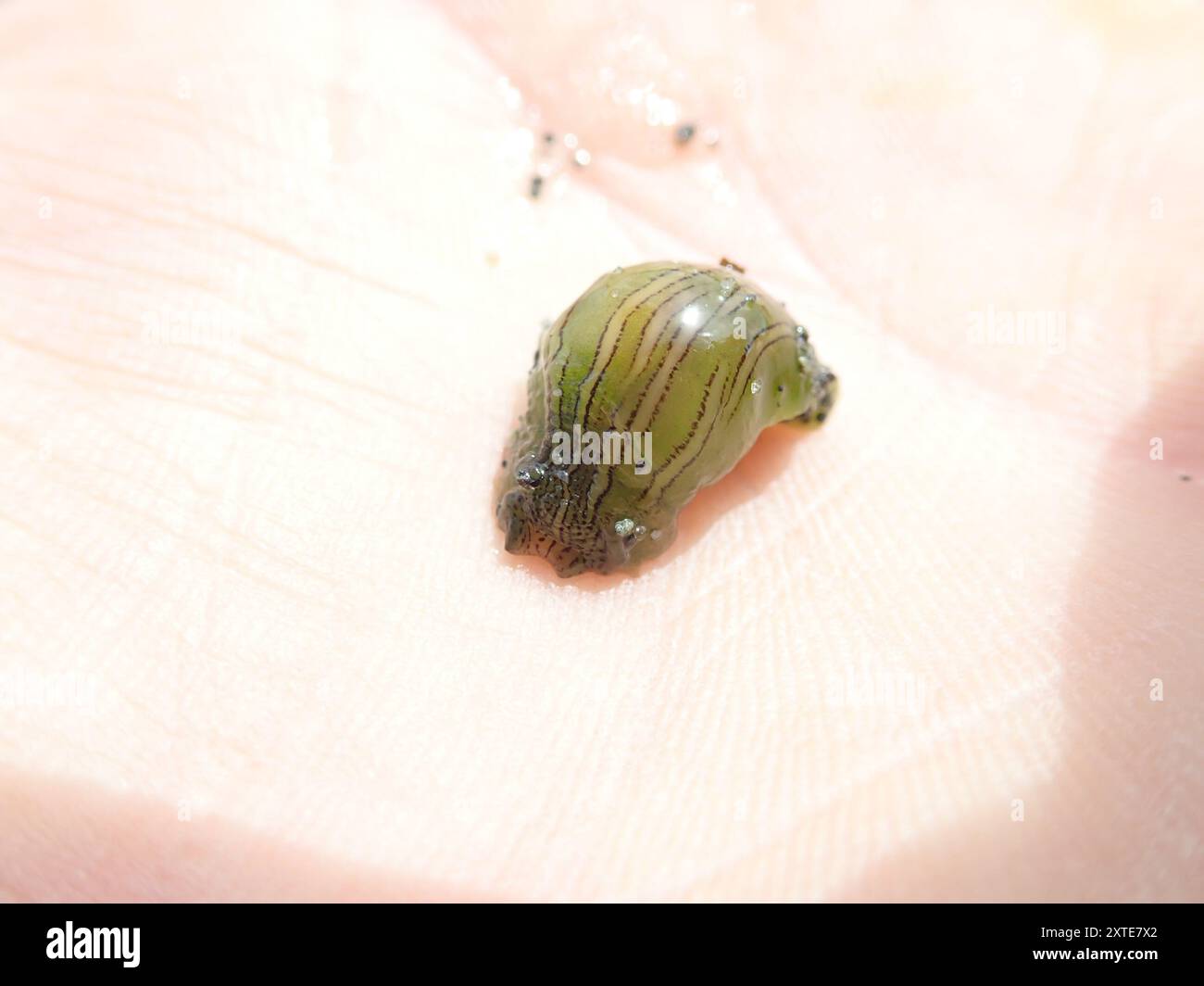 Taylor's Seahare (Phyllaplysia taylori) Mollusca Stock Photo - Alamy