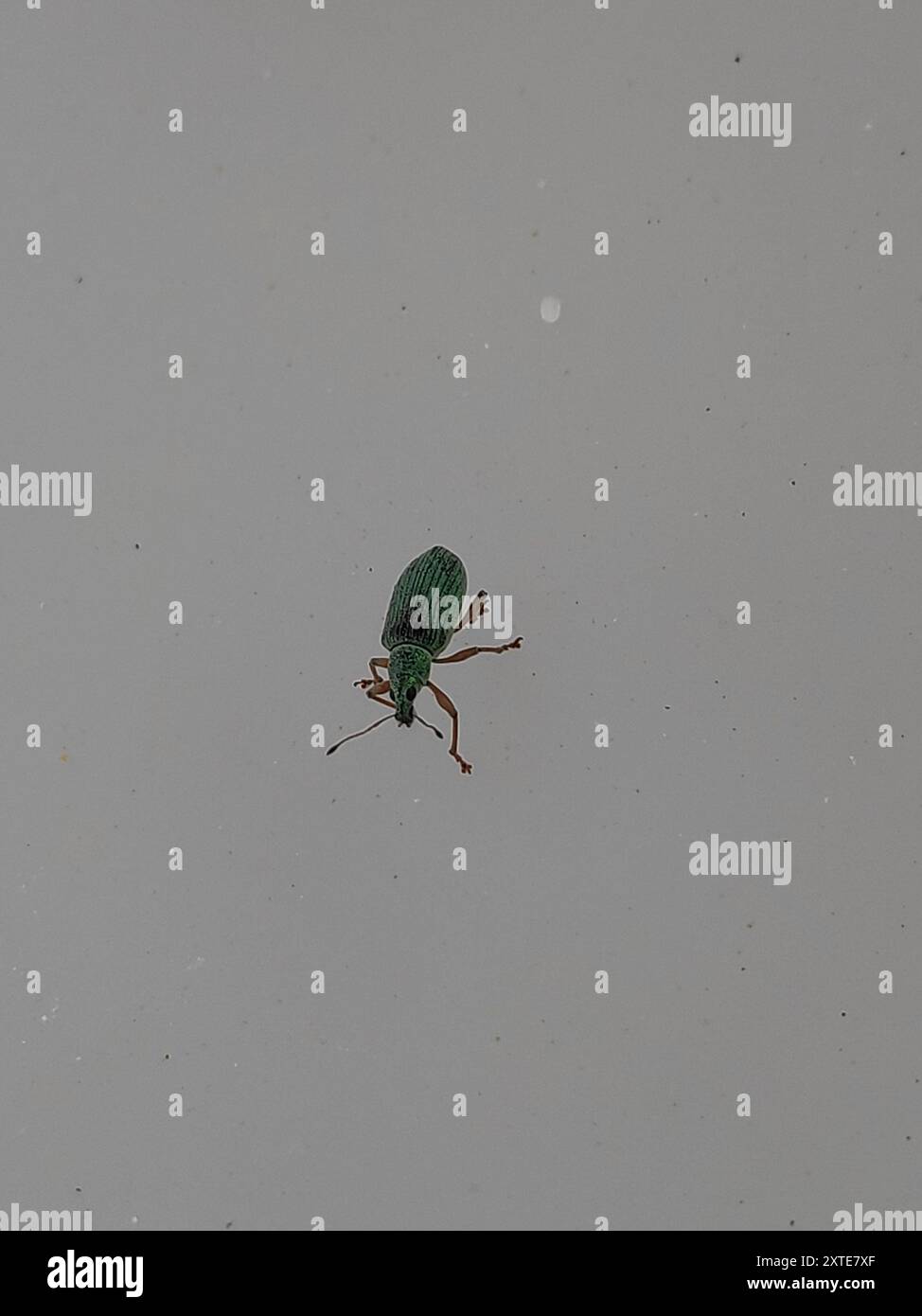 Green Immigrant Leaf Weevil (Polydrusus formosus) Insecta Stock Photo ...