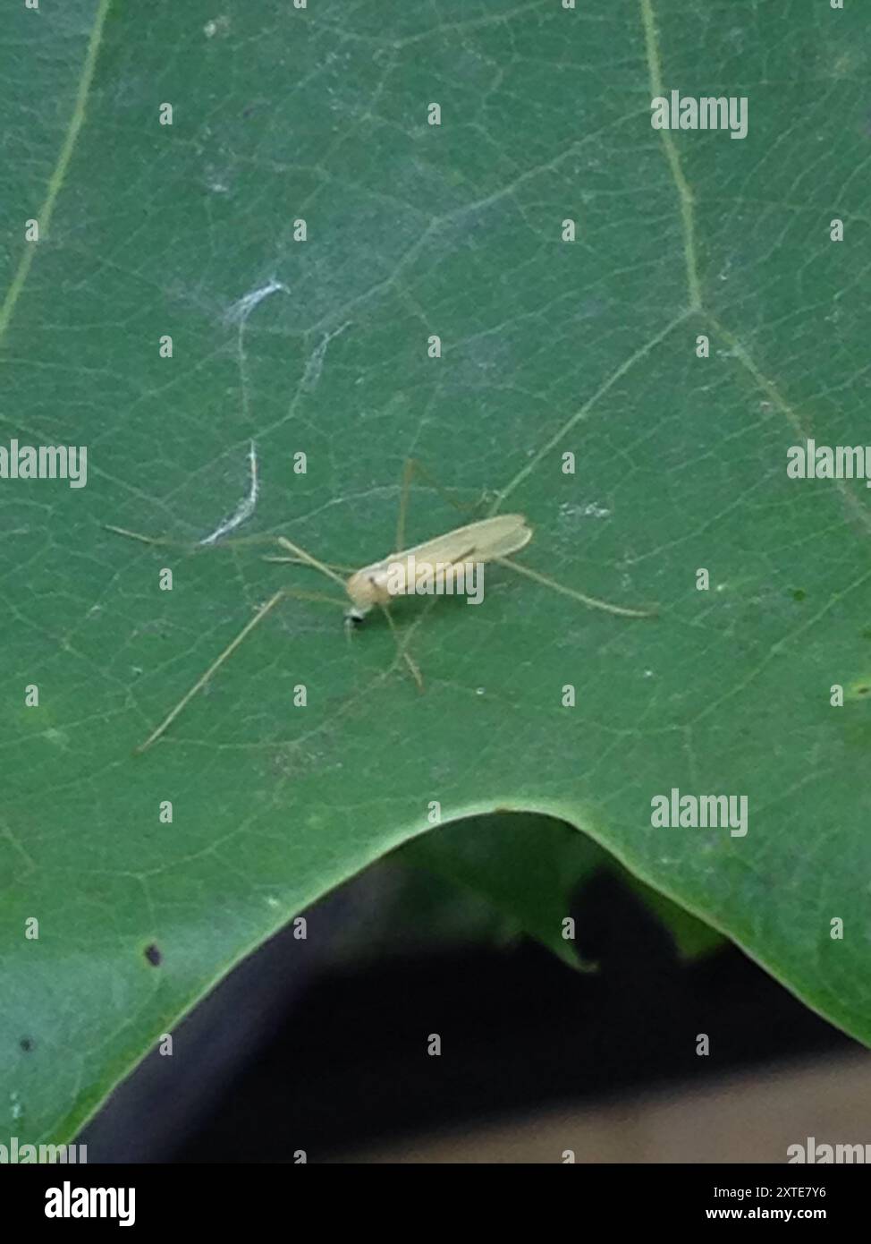 Limoniid Crane Flies (Limoniidae) Insecta Stock Photo - Alamy