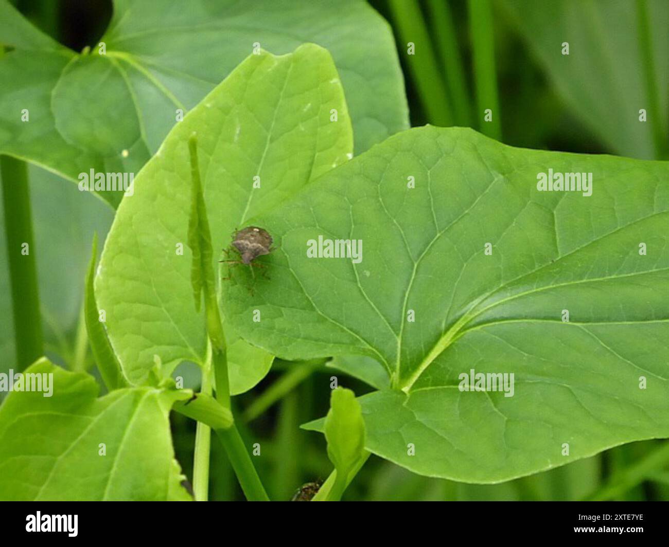 lizard's tail (Saururus cernuus) Plantae Stock Photo - Alamy