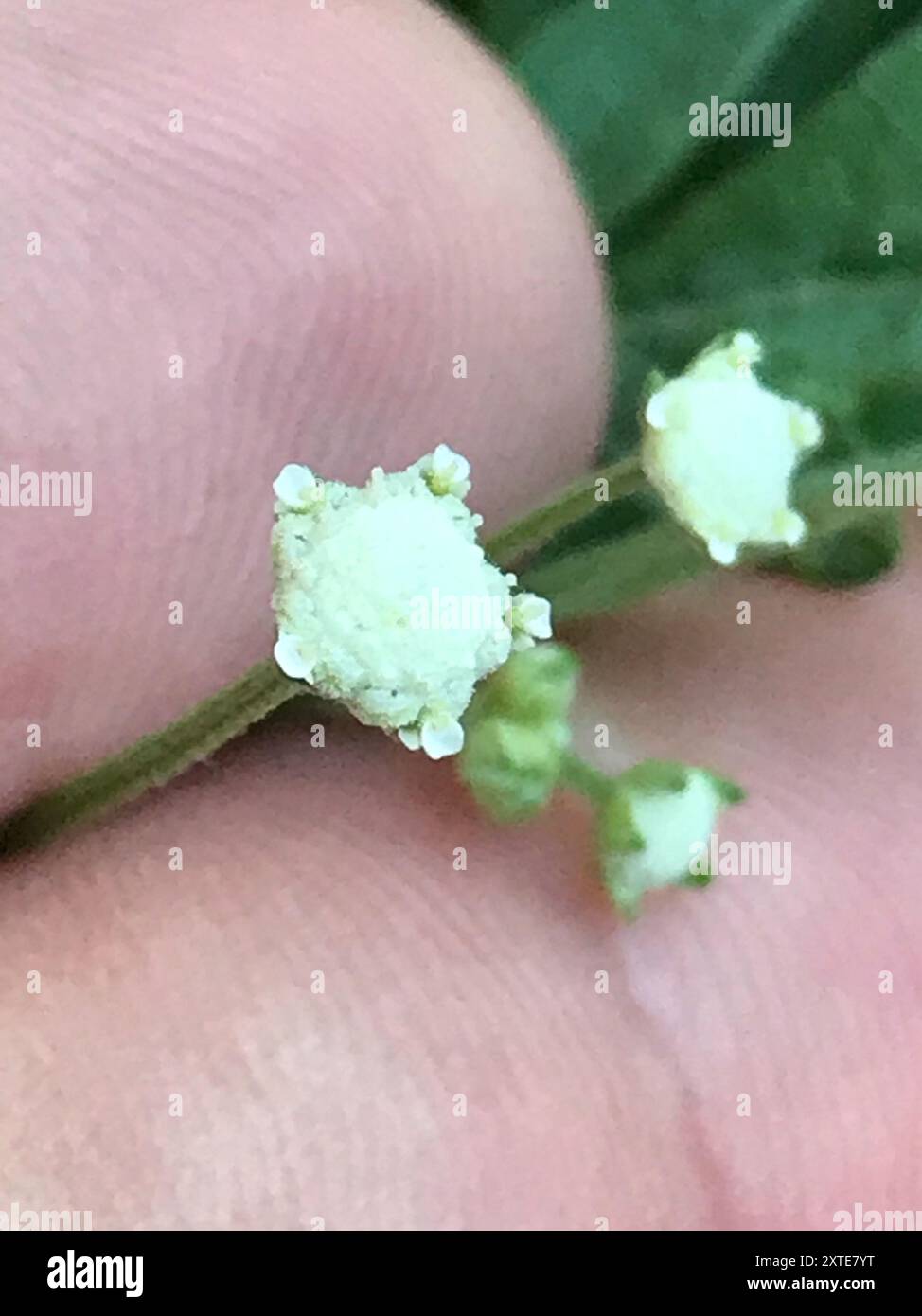 Santa Maria feverfew (Parthenium hysterophorus) Plantae Stock Photo - Alamy