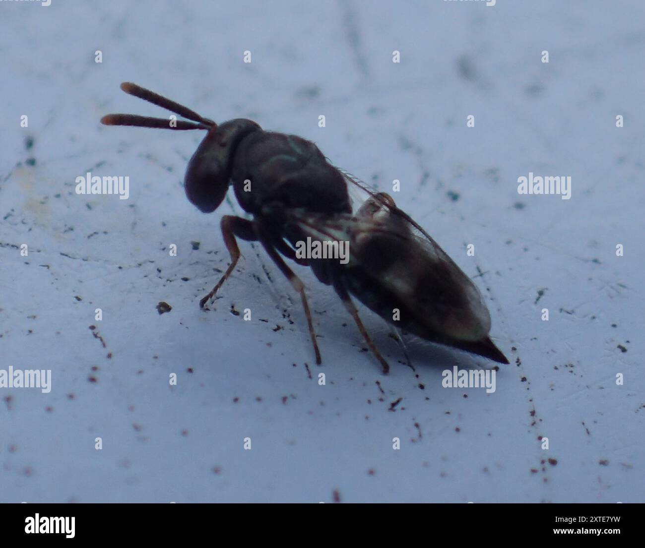 Chalcidoid Wasps (Chalcidoidea) Insecta Stock Photo - Alamy