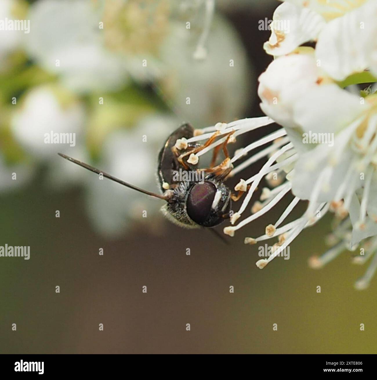 Typical Hover Flies (Syrphinae) Insecta Stock Photo - Alamy