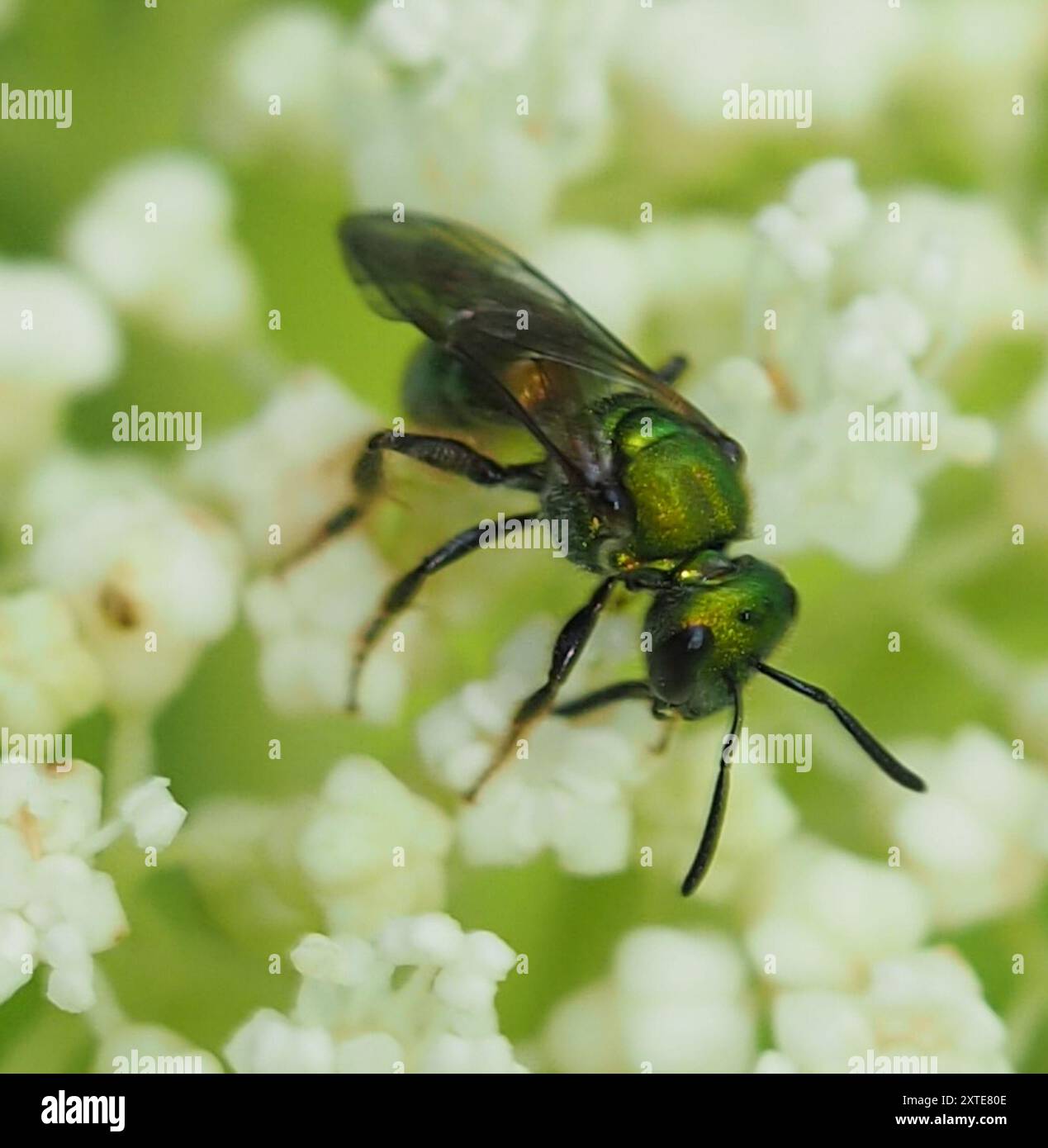 Pure Green Sweat bee (Augochlora pura) Insecta Stock Photo - Alamy