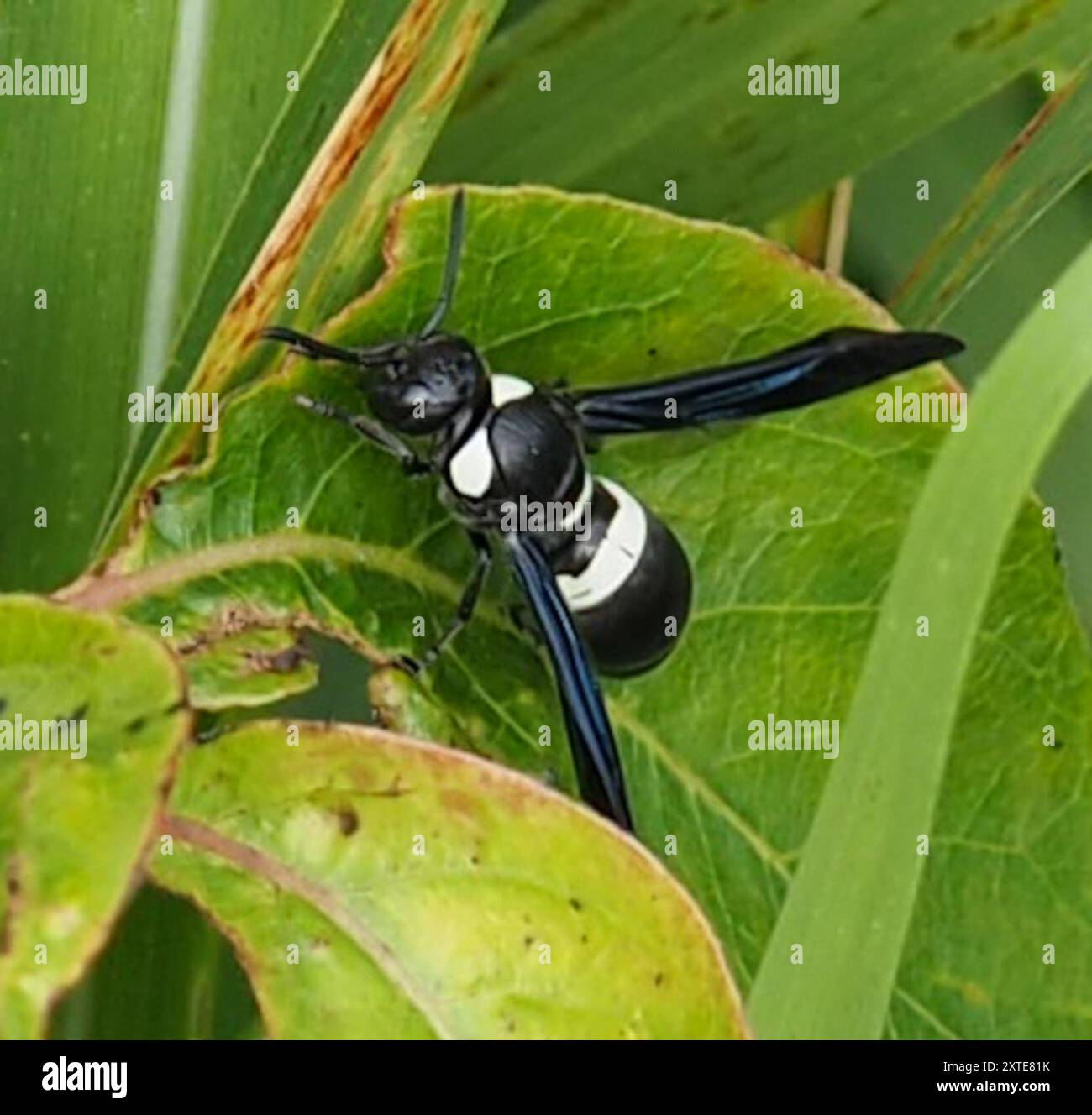 Four-toothed Mason Wasp (Monobia quadridens) Insecta Stock Photo - Alamy