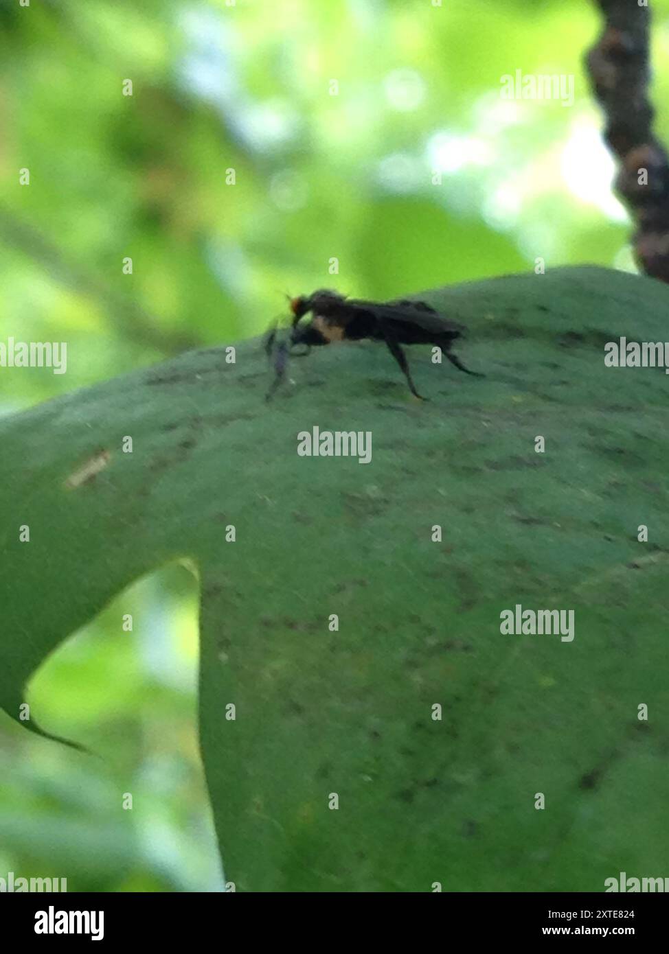Long-tailed Dance Fly (Rhamphomyia longicauda) Insecta Stock Photo - Alamy