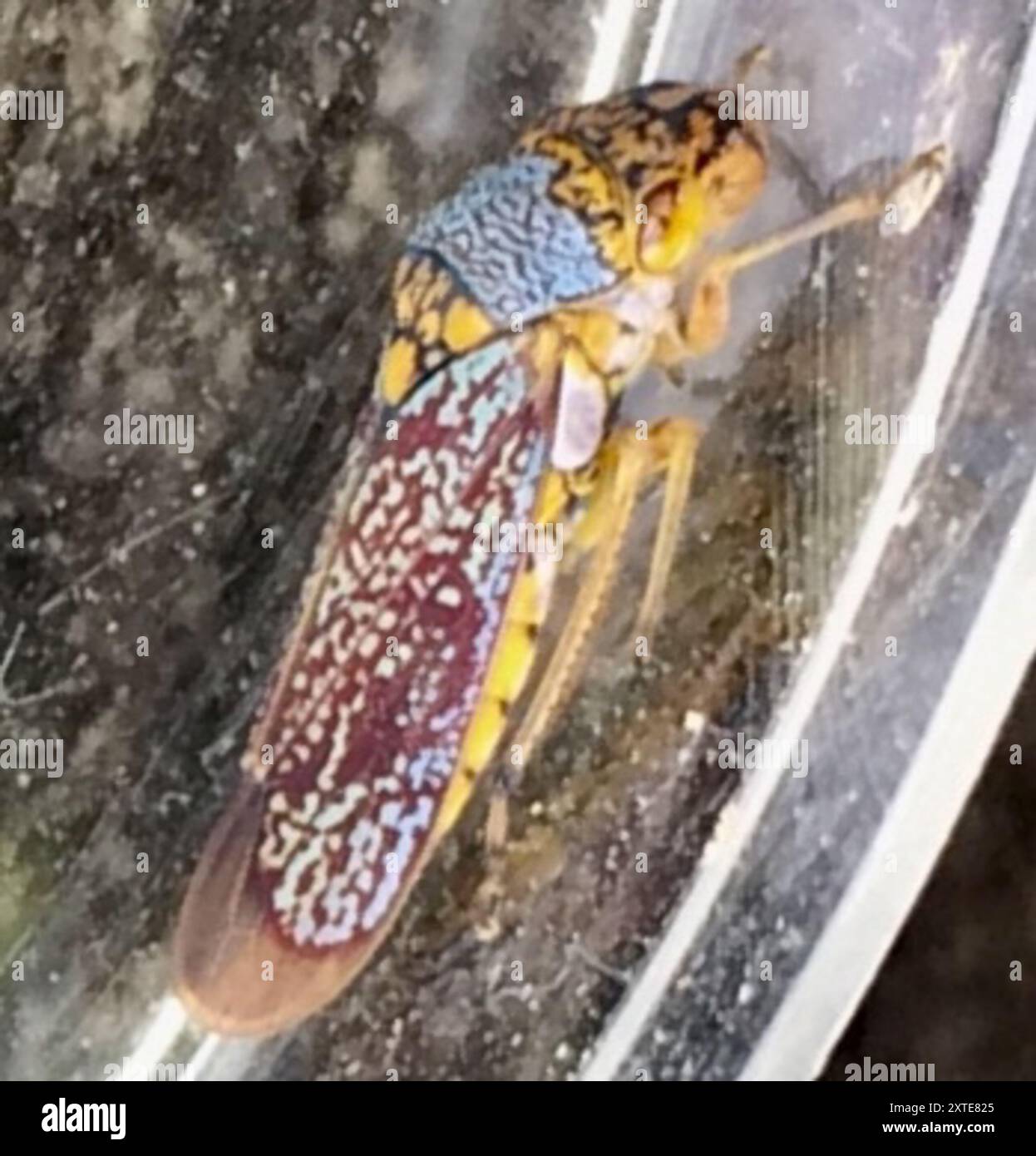 Broad-headed Sharpshooter (Oncometopia orbona) Insecta Stock Photo - Alamy