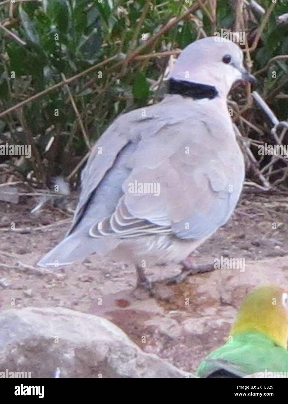 Ring-necked Dove (Streptopelia capicola) Aves Stock Photo - Alamy