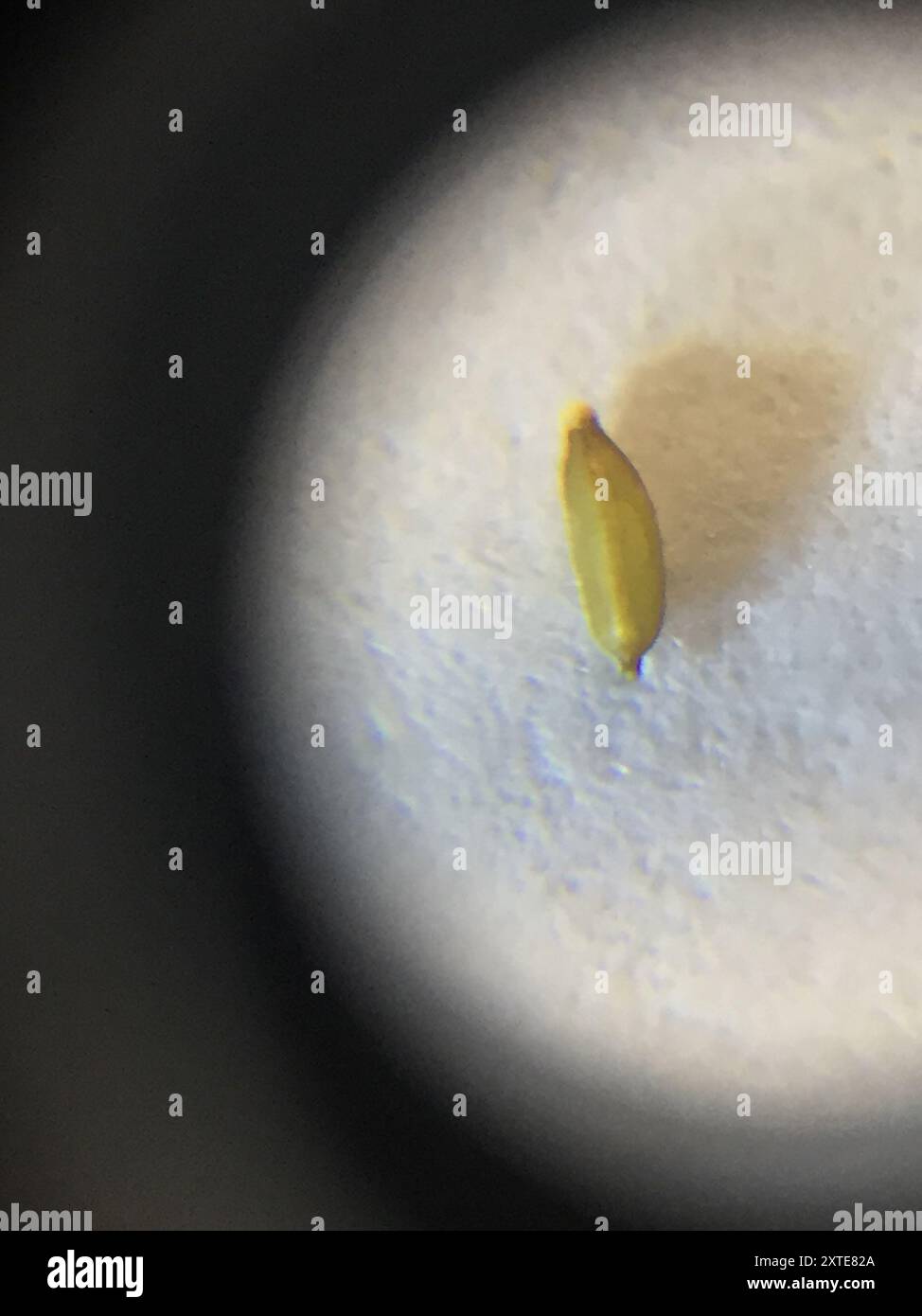 Pinebarren Flatsedge (Cyperus retrorsus) Plantae Stock Photo - Alamy