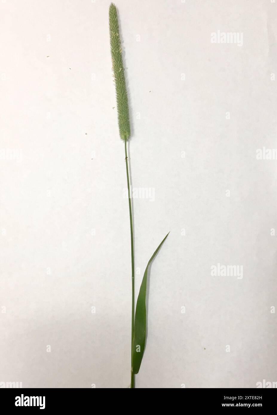 Timothy grass (Phleum pratense) Plantae Stock Photo - Alamy