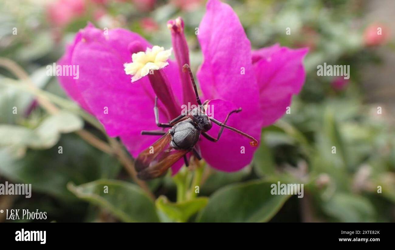 Needle-waisted Paper Wasps (Belonogaster) Insecta Stock Photo - Alamy