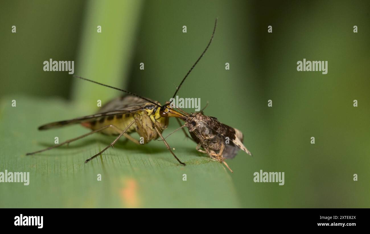 German Scorpionfly (Panorpa germanica) Insecta Stock Photo - Alamy