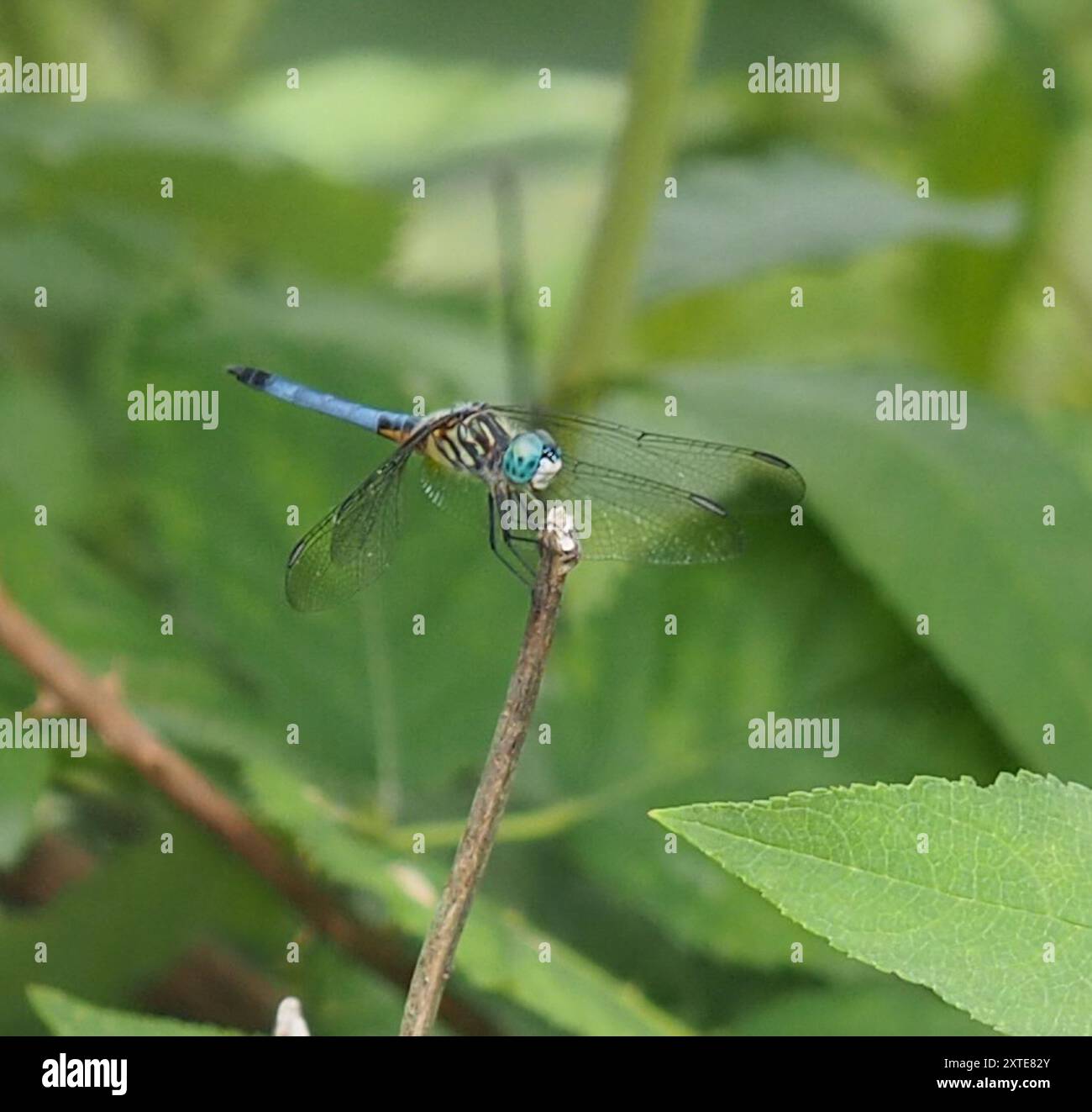 Blue Dasher (Pachydiplax longipennis) Insecta Stock Photo - Alamy