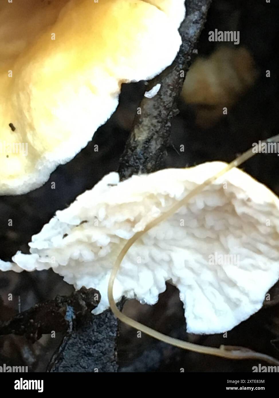 Pagoda Fungus (Podoserpula pusio) Fungi Stock Photo - Alamy