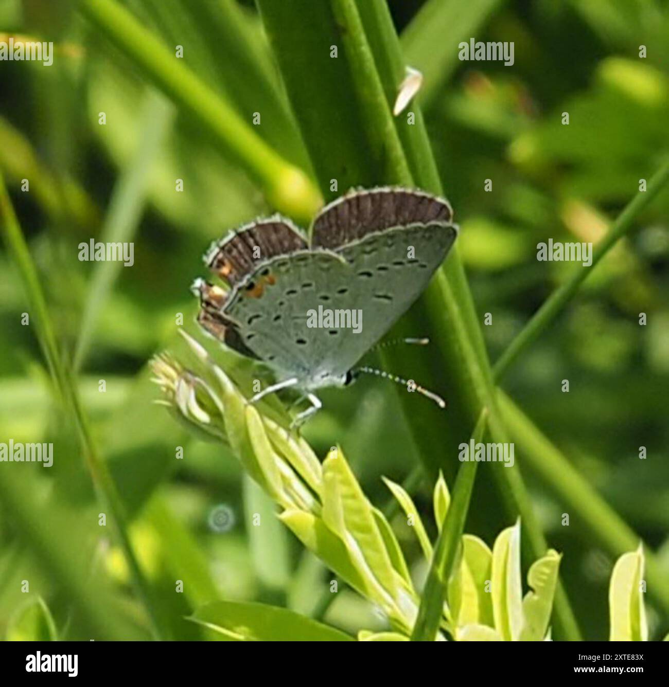 Eastern Tailed-Blue (Cupido comyntas) Insecta Stock Photo - Alamy